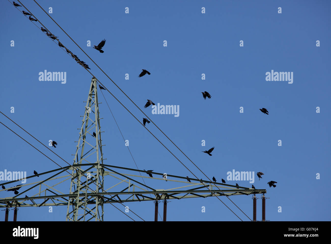 Ravens, sitting on a high voltage power line Stock Photo - Alamy