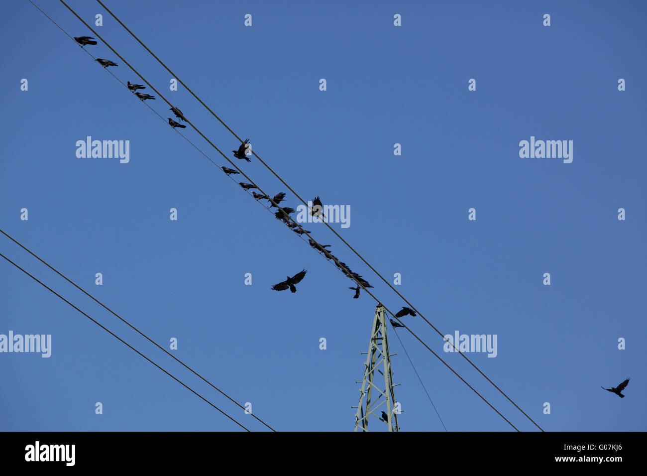 Ravens, sitting on a high voltage power line Stock Photo - Alamy