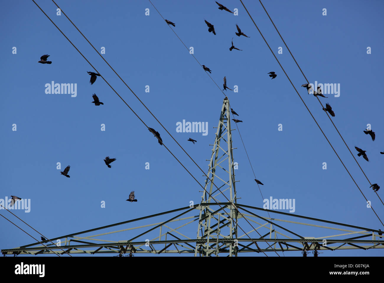 Ravens,flying close to a high voltage power line Stock Photo - Alamy