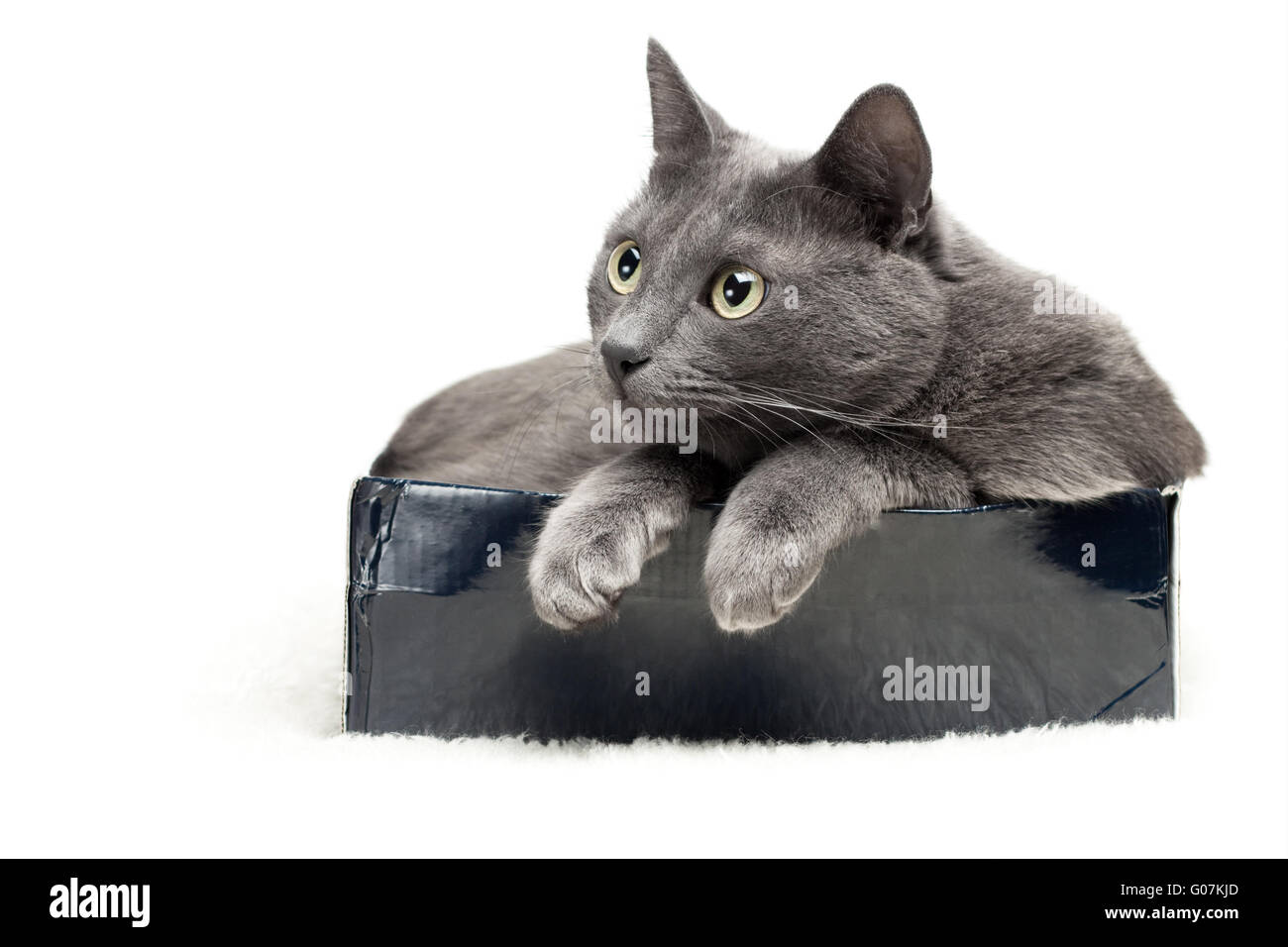 grey cat sitting in the box over white background Stock Photo - Alamy