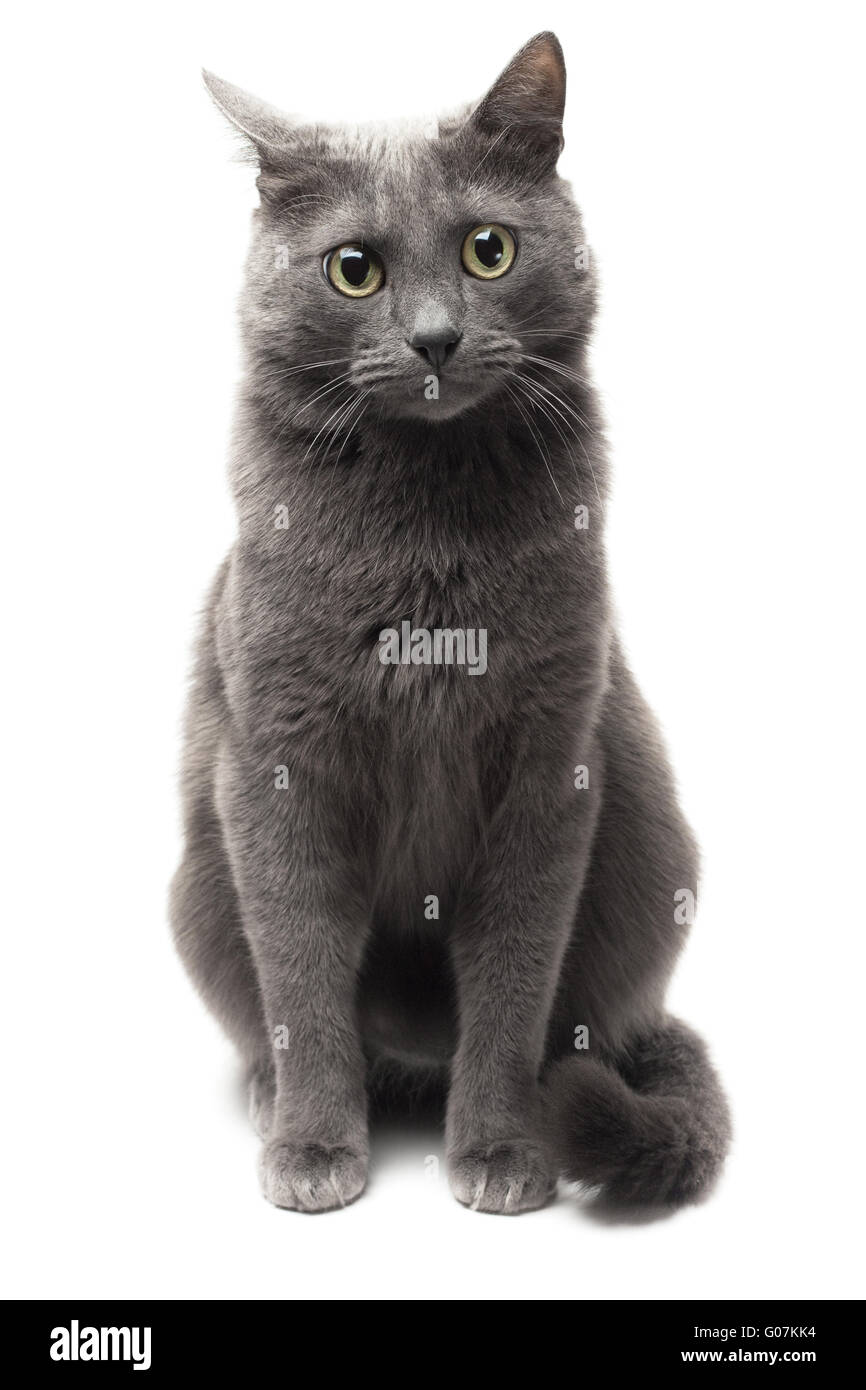 grey cat sitting over white background isolated Stock Photo - Alamy
