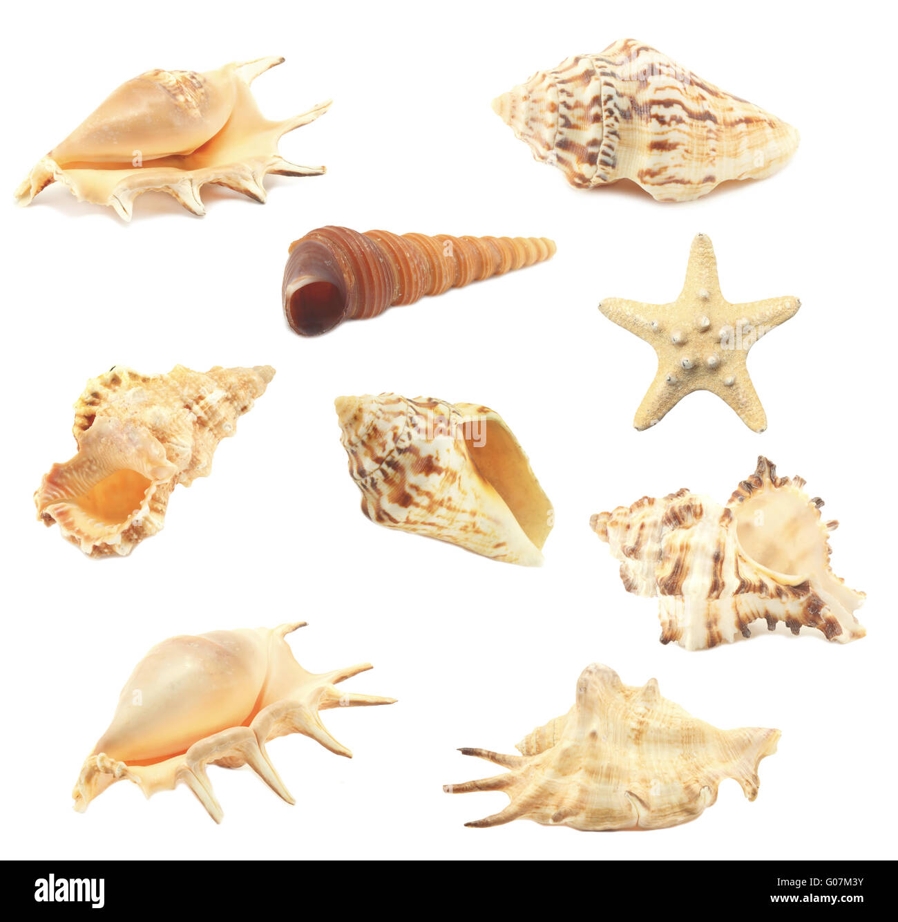 collection seashell isolated on white background Stock Photo - Alamy