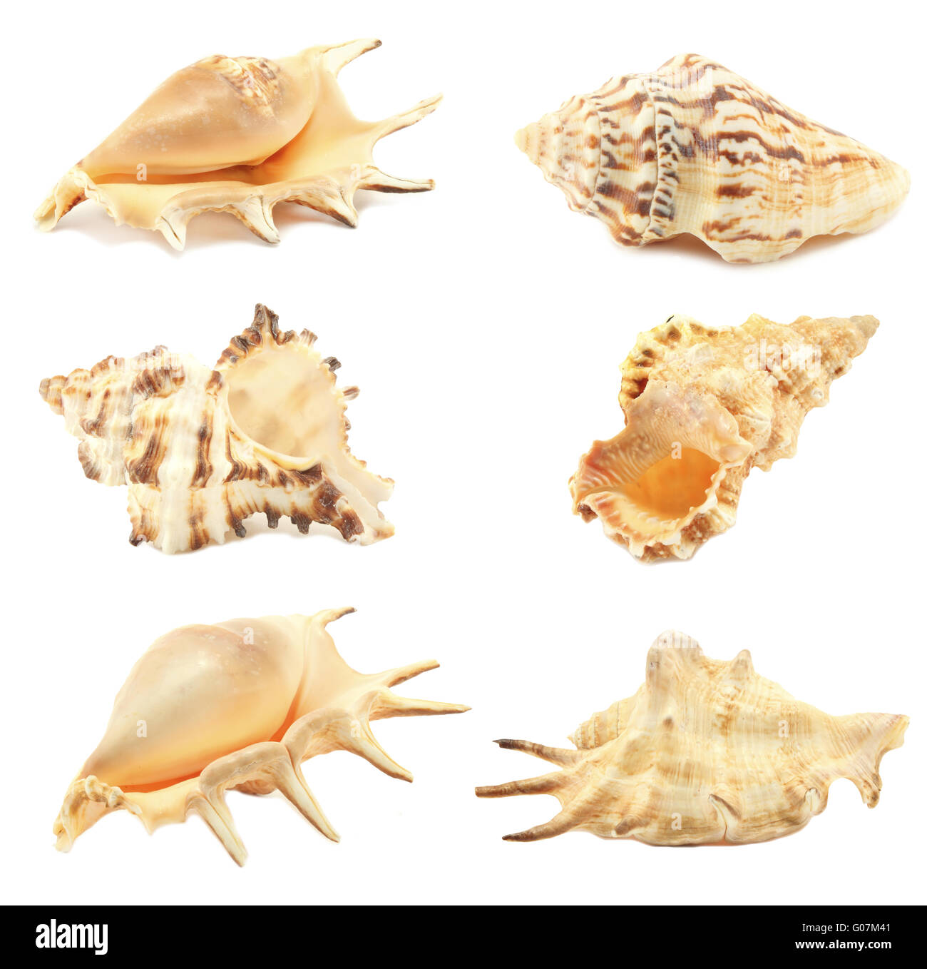 collection seashell isolated on white background Stock Photo - Alamy