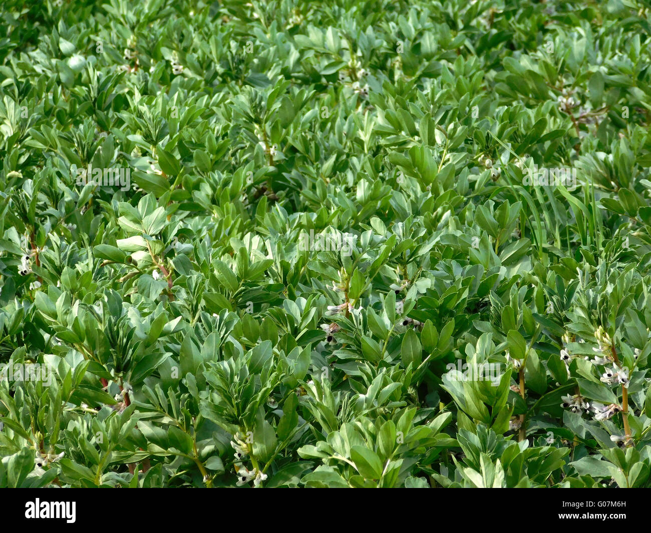 Patchouli plant field hi-res stock photography and images - Alamy