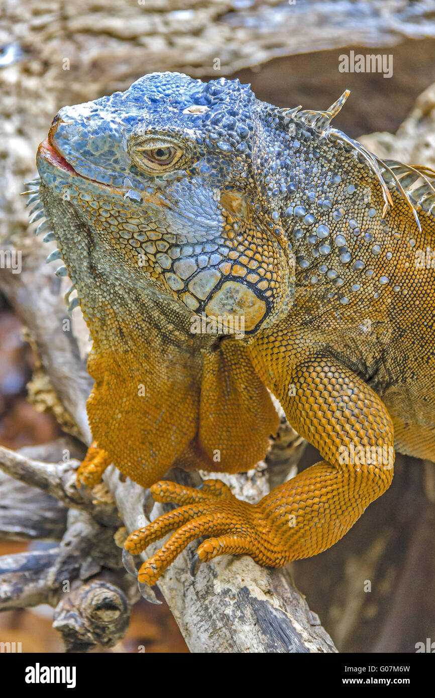Green iguana Male (Iguana iguana) In Mating Colour Stock Photo - Alamy