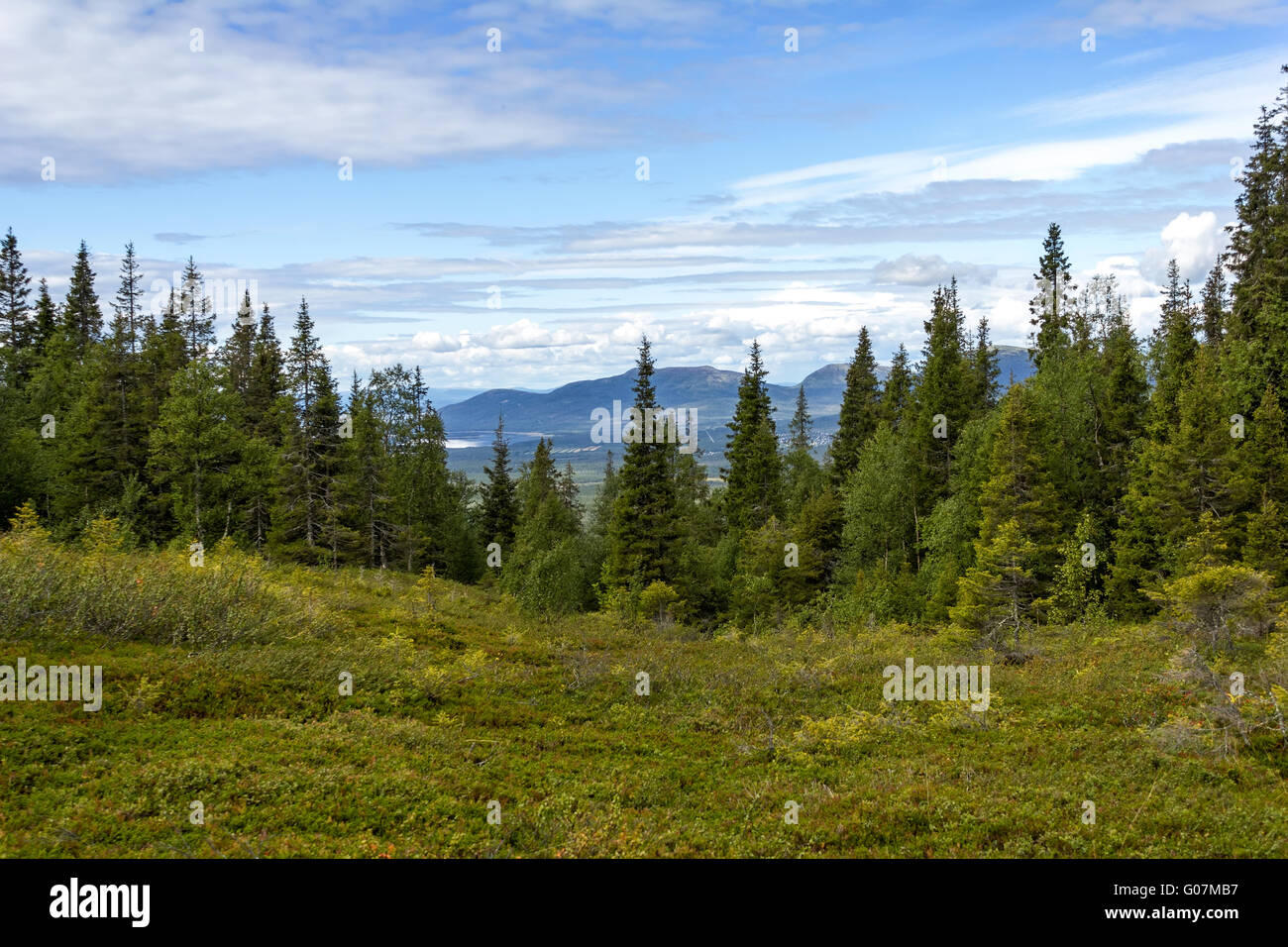 Beautiful forest landscape in the Kola Peninsula, Russia Stock Photo ...