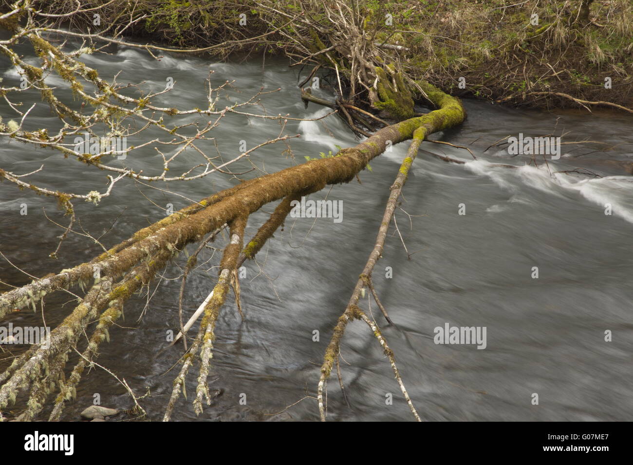 Tree in a stream Stock Photo - Alamy