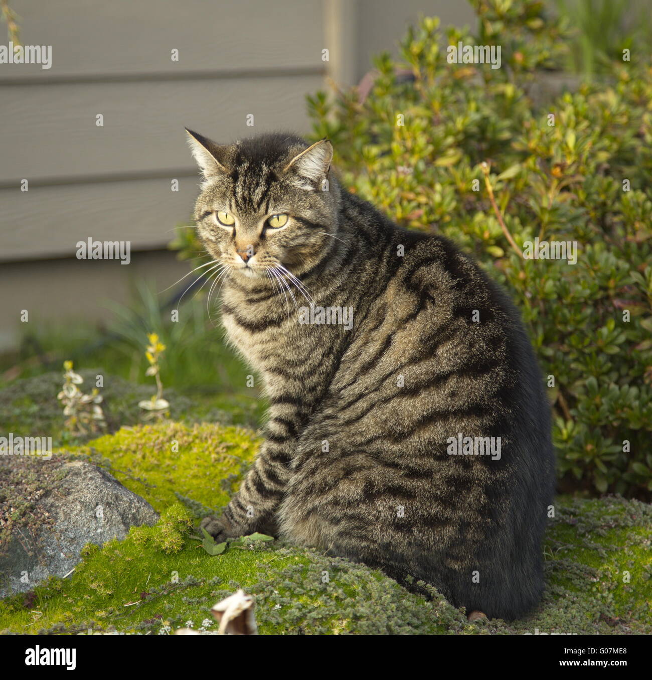 Tiger kitty hi-res stock photography and images - Alamy