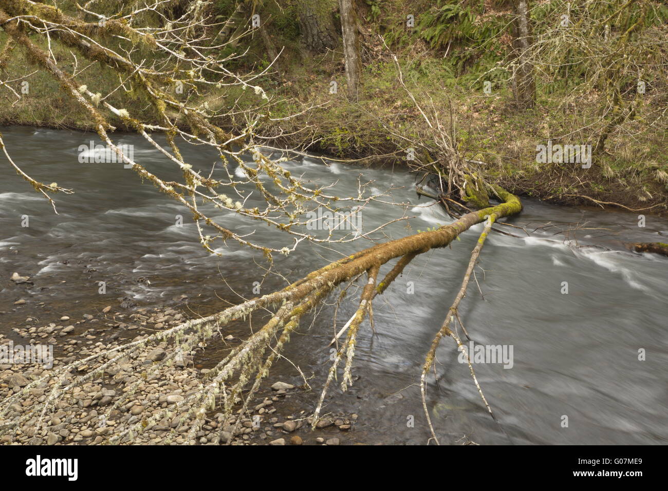 Broken Tree in a stream Stock Photo - Alamy