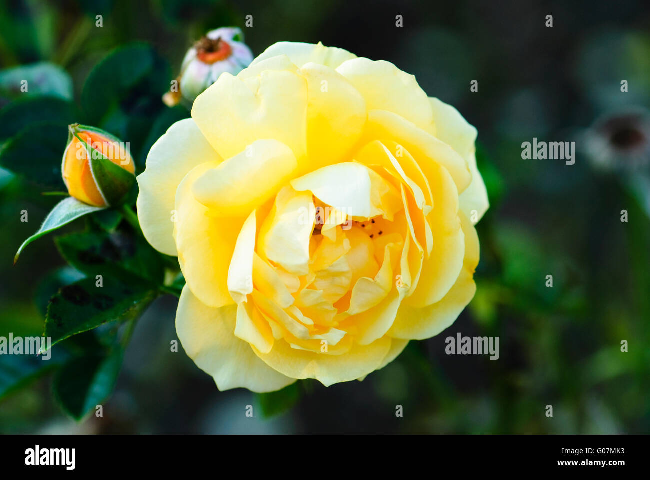 Yellow rose up close hi-res stock photography and images - Alamy