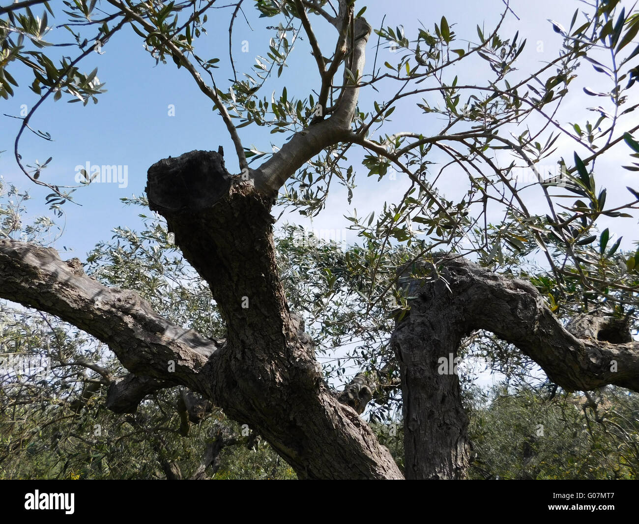 olive tree trunk Stock Photo - Alamy