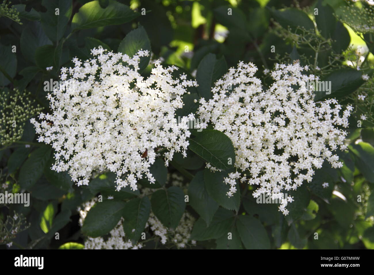 Dolden color hi-res stock photography and images - Alamy