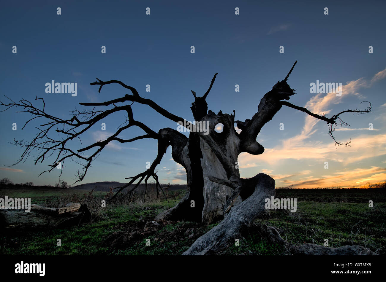 The creepy tree Stock Photo - Alamy