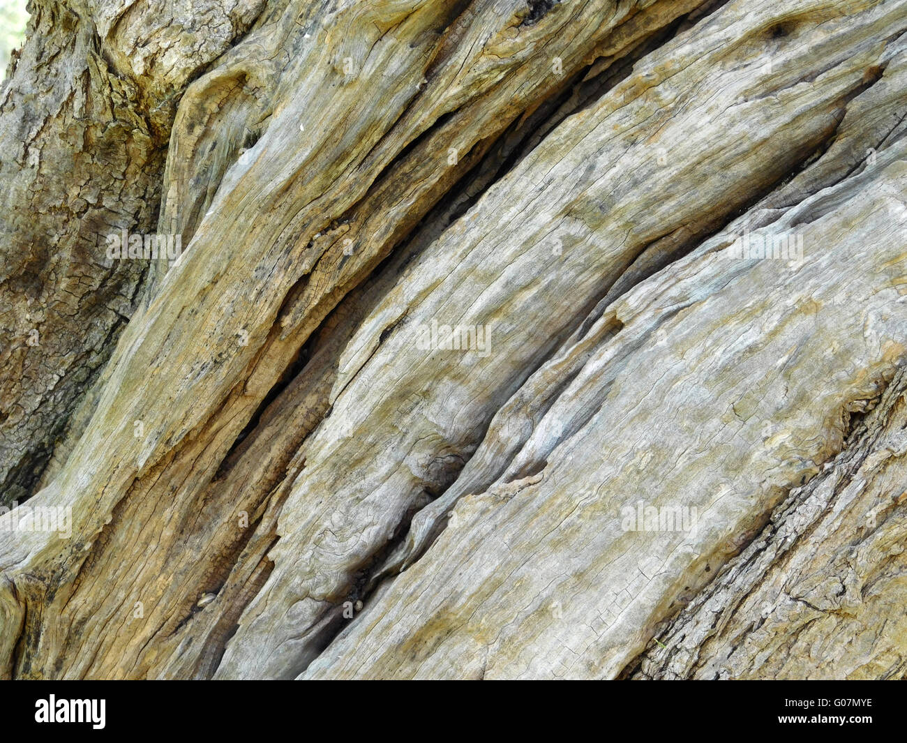 olive tree trunk Stock Photo - Alamy