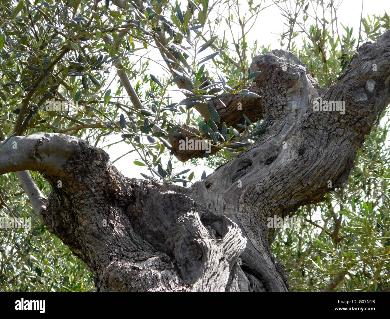 olive tree trunk Stock Photo - Alamy