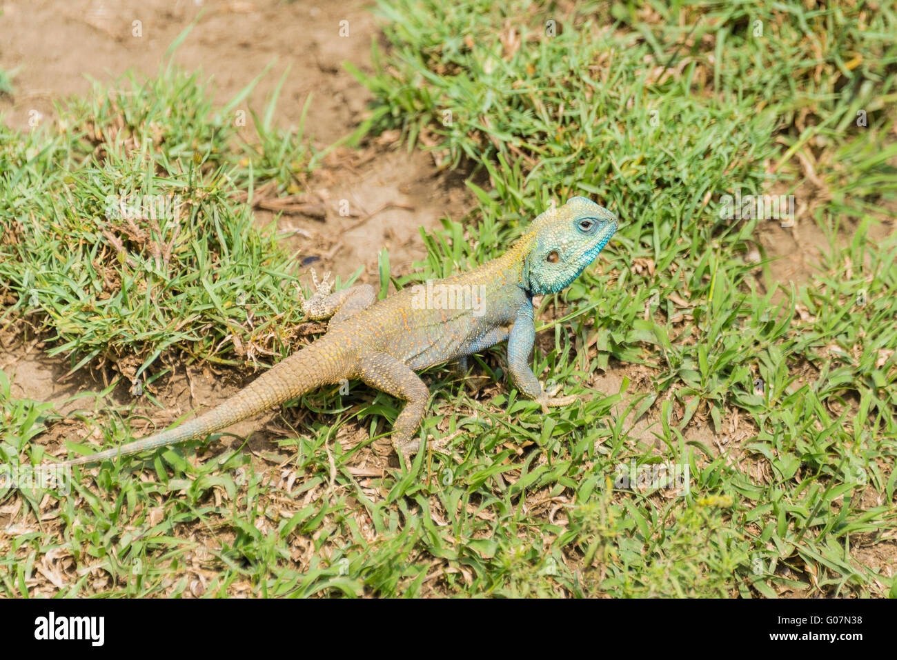 An Agama Lizard On The Serengeti Stock Photo - Alamy