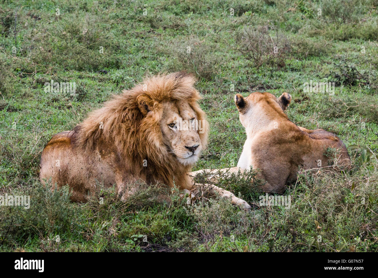 A Lion And His Mate Stock Photo - Alamy