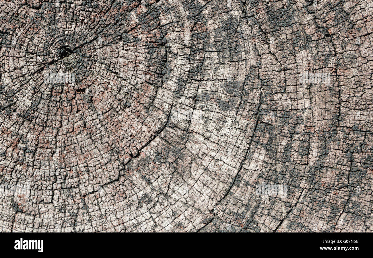 Old Tree Section Stock Photo - Alamy