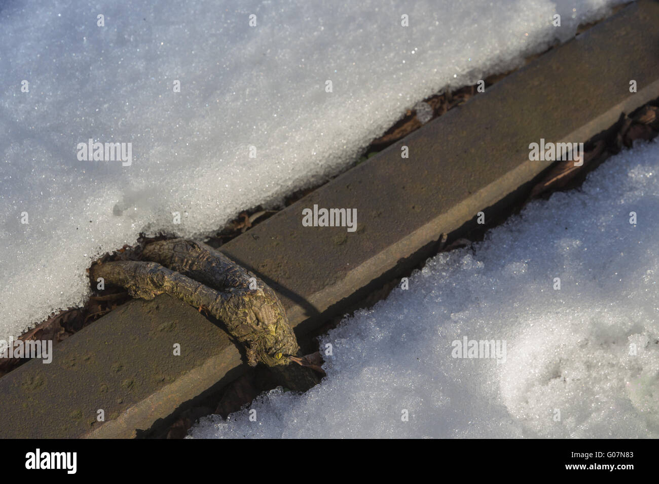 Brace root hi-res stock photography and images - Alamy