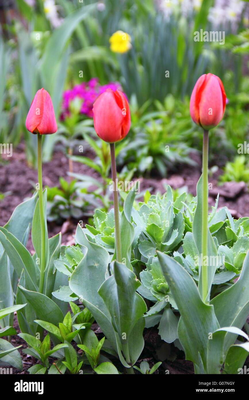 Three red tulips on a bed in the garden Stock Photo - Alamy