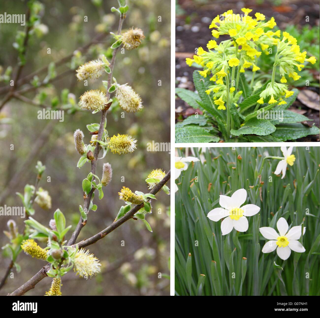 Collage of flowers hi-res stock photography and images - Alamy