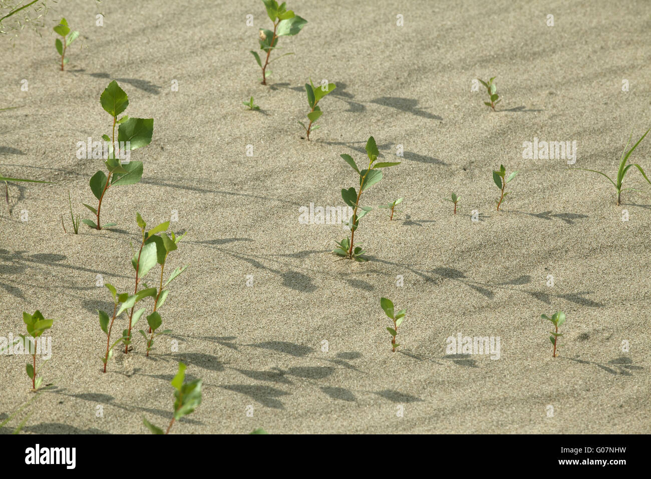 Plants growing in the sand adapted to the hot climate Stock Photo - Alamy