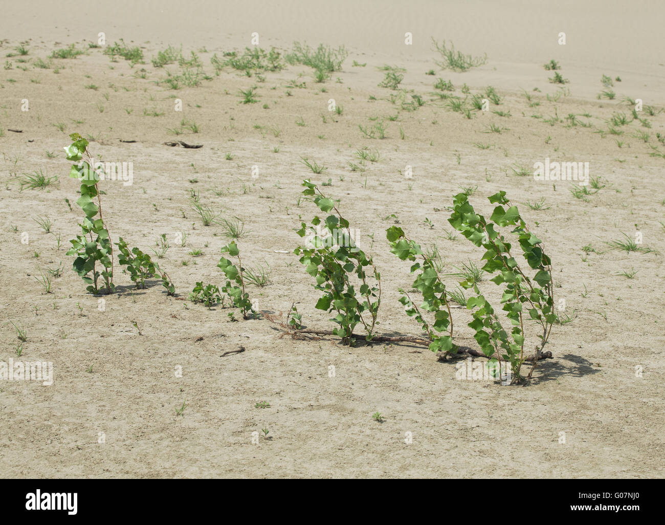 Plants growing in the sand hi-res stock photography and images - Alamy