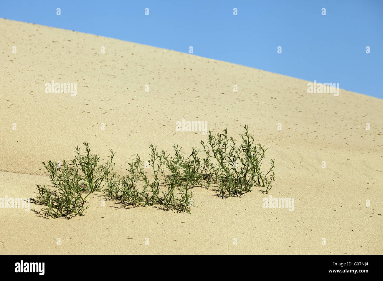 Plants growing in the sand hi-res stock photography and images - Alamy