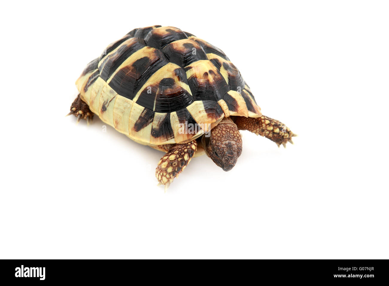 baby of Hermann tortoise Stock Photo - Alamy