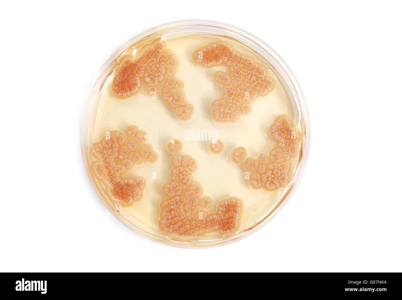 Petri Plate Worksheet