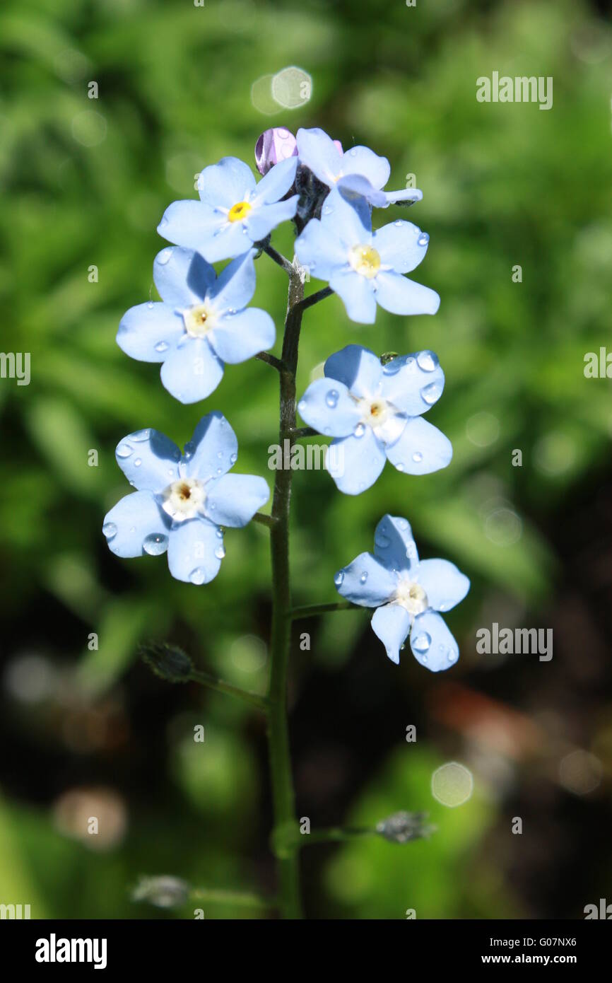 Forget-me-not, blue flower Stock Photo - Alamy