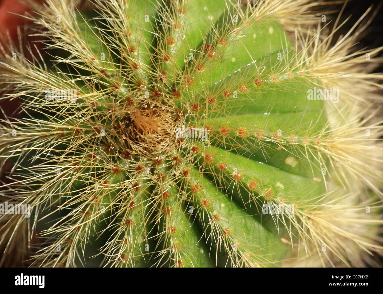 Round, spiny cactus Stock Photo - Alamy