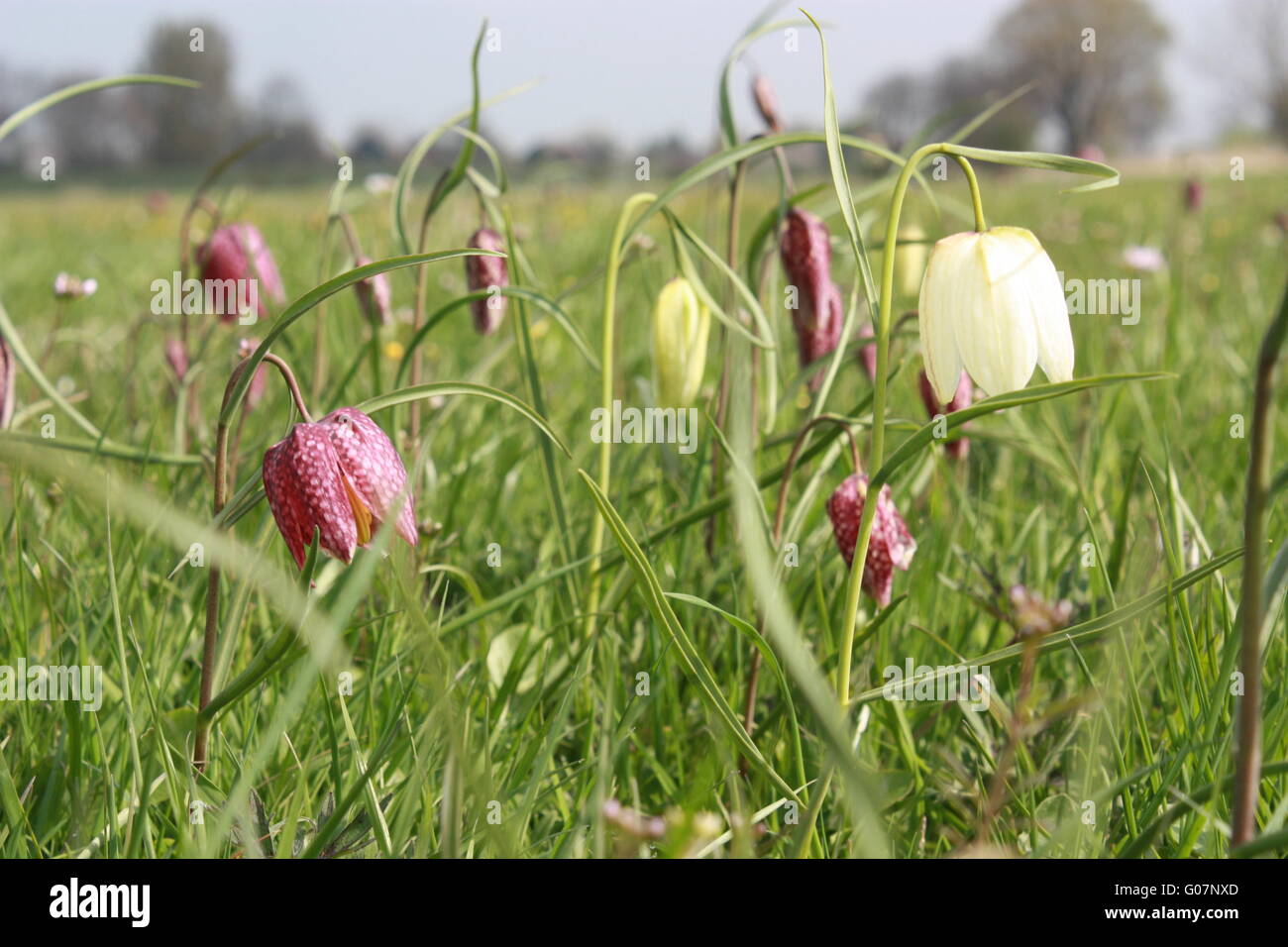 Checkerboard flower meadow Stock Photo - Alamy
