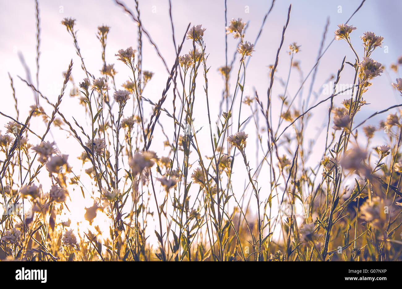 Midsummer hi-res stock photography and images - Alamy