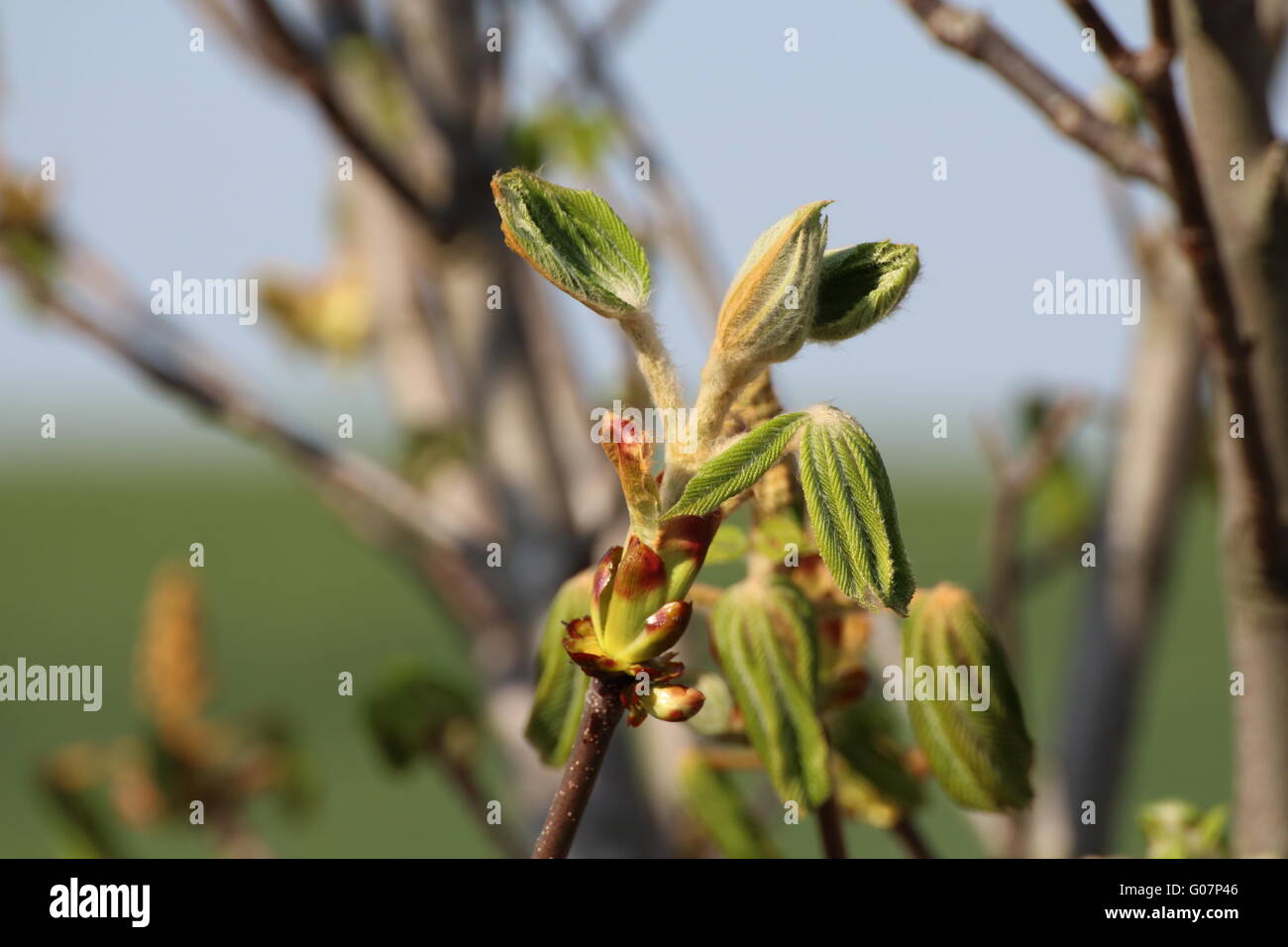 Chestnut tree bough hi-res stock photography and images - Alamy