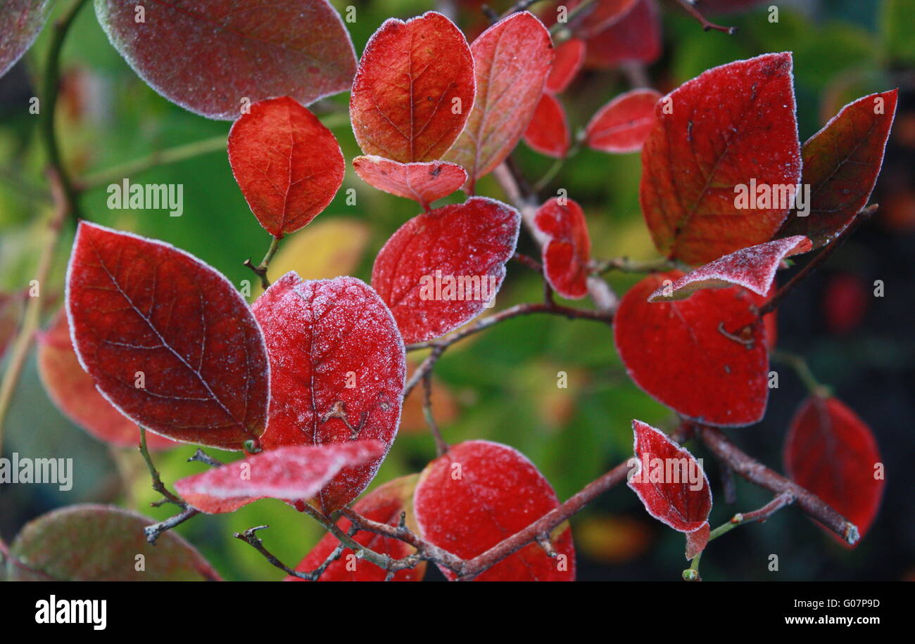 Luminous leaves hi-res stock photography and images - Alamy