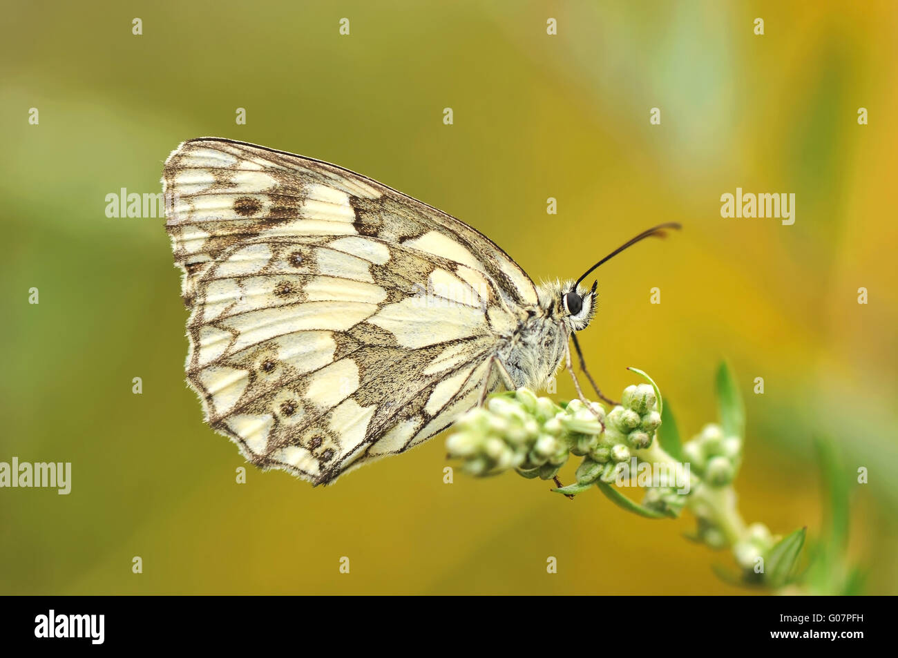 marbled white on plant Stock Photo - Alamy