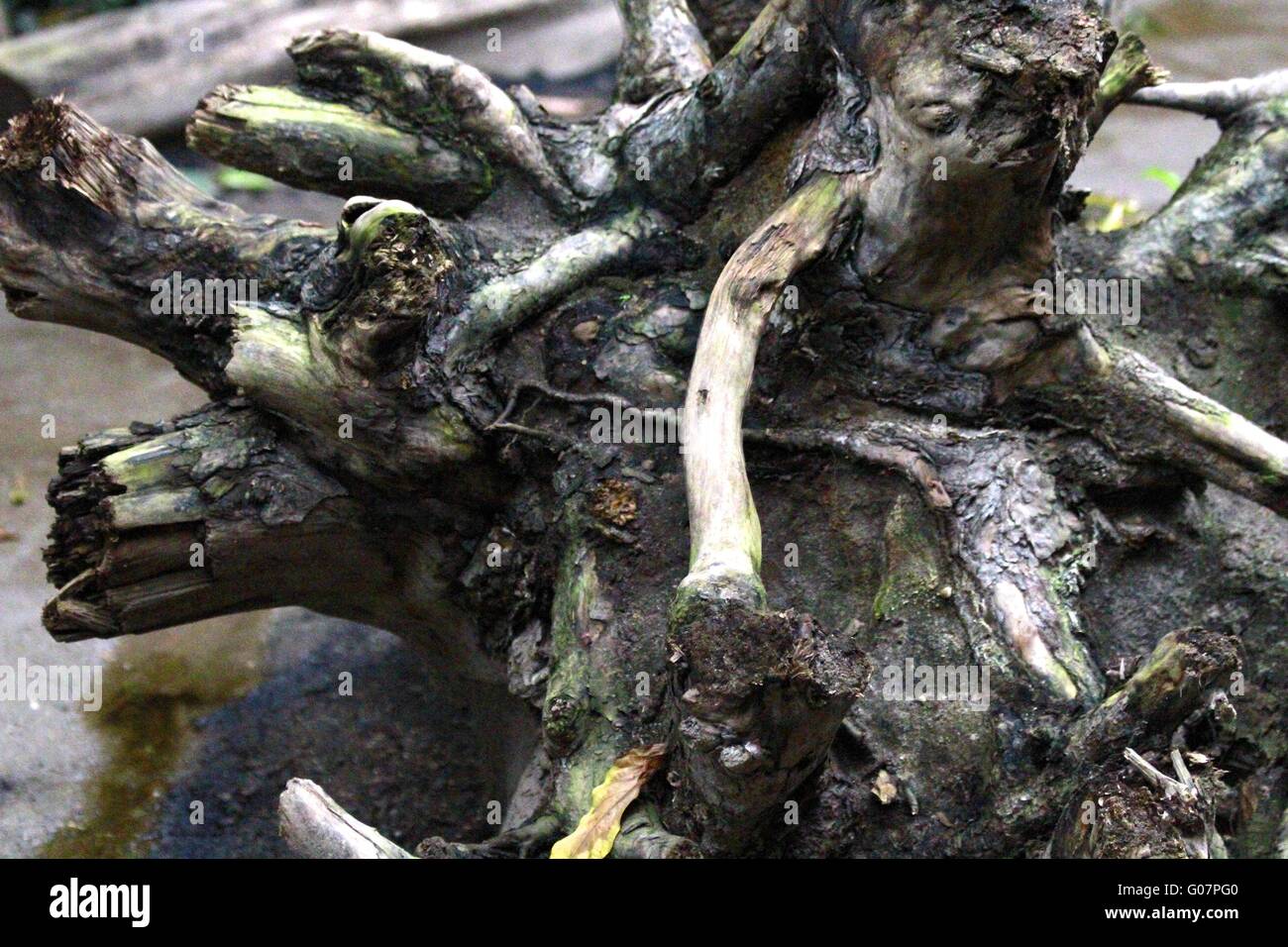 Root bark hi-res stock photography and images - Alamy