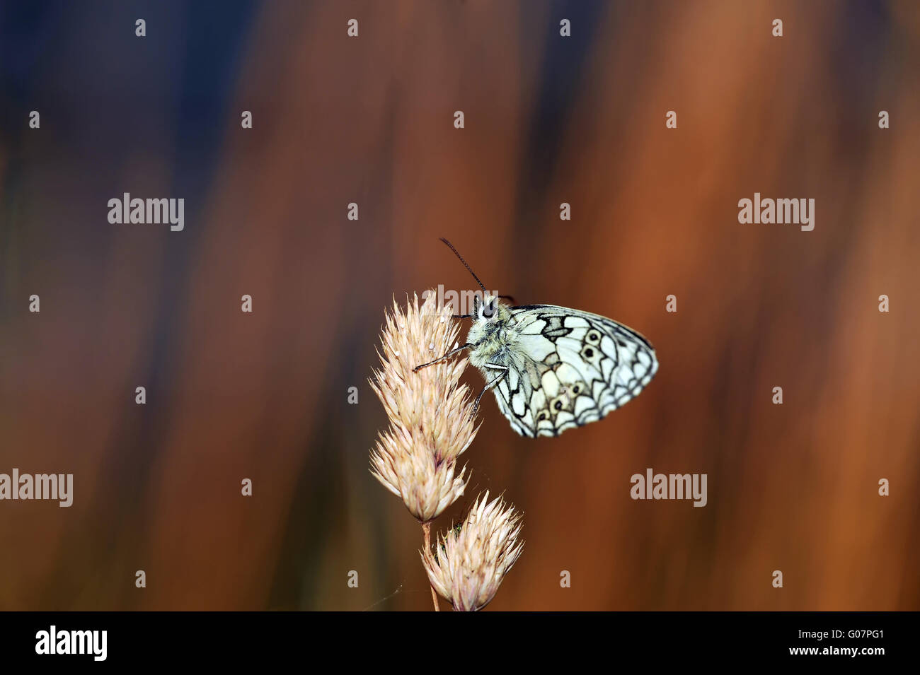 White coat patterns hi-res stock photography and images - Alamy