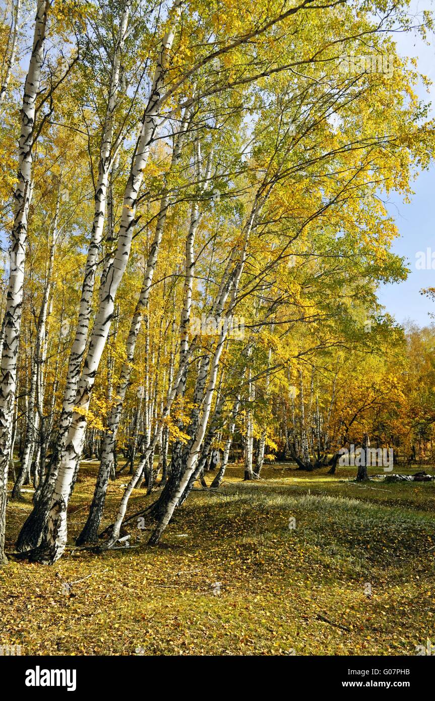 Vivid colors of autumn birch forest Stock Photo - Alamy