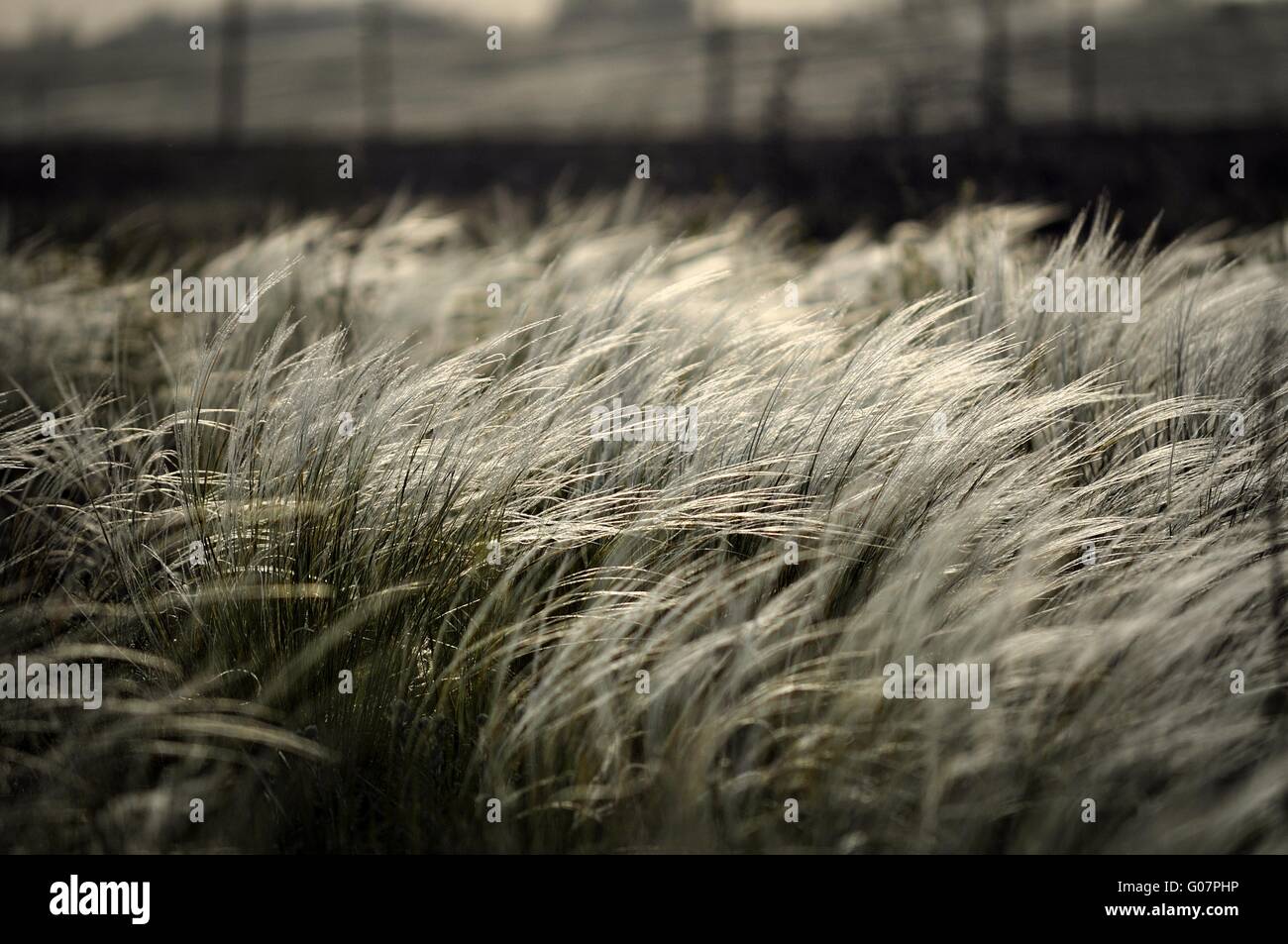 Mystical field under the moonlight Stock Photo - Alamy