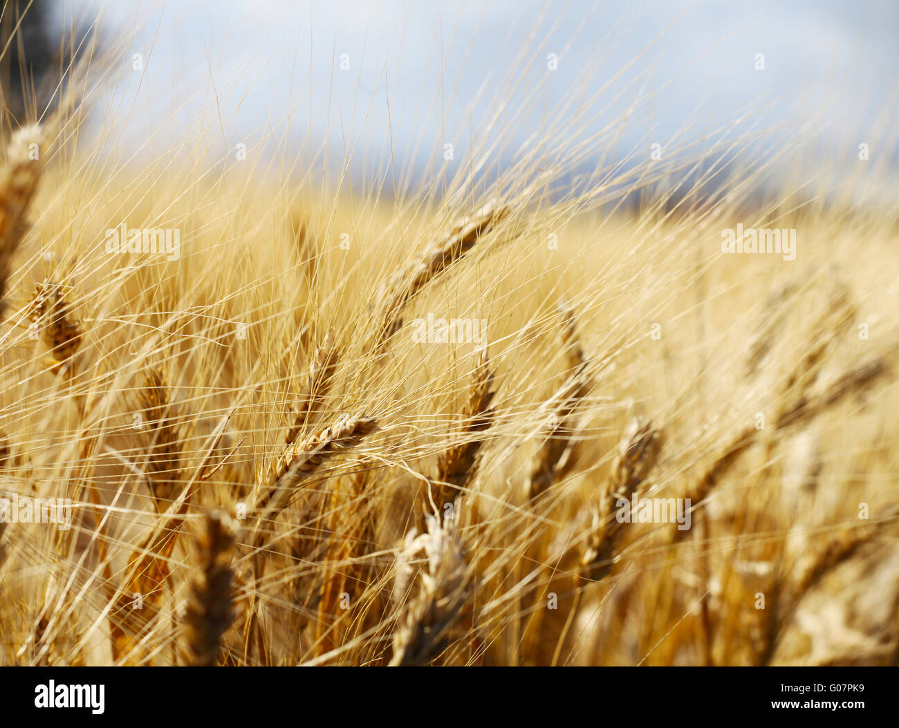 Rye field on a beautiful sunny sky background Stock Photo - Alamy