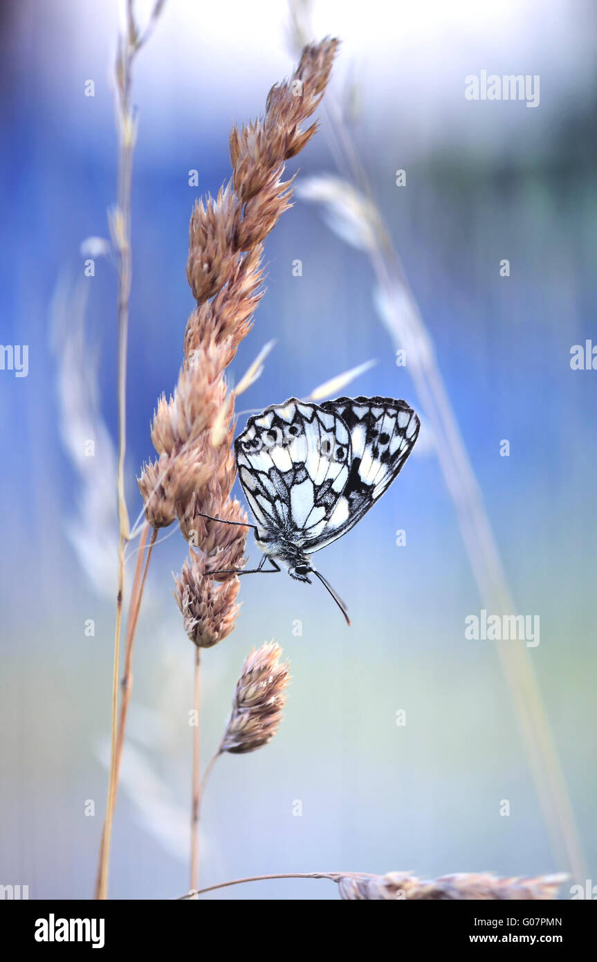 marbled white male Stock Photo - Alamy