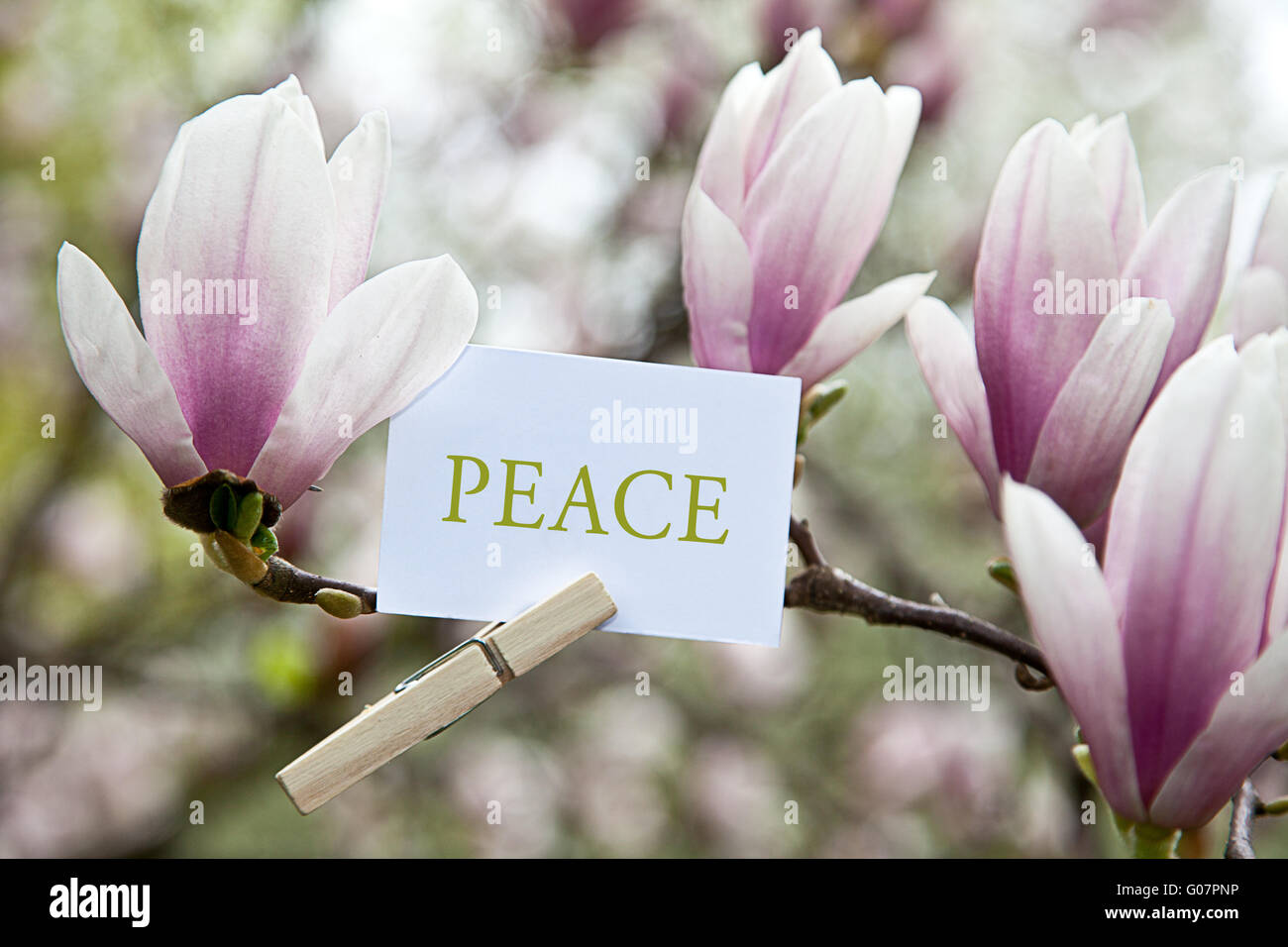 Word Peace attached to blossoming magnolia tree Stock Photo - Alamy