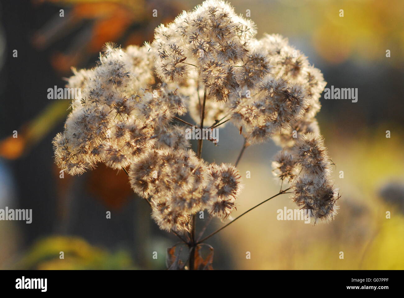 Backlight thistle with fall colors in a field Stock Photo - Alamy