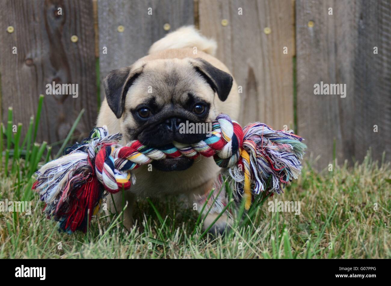pug playing in the grass with a chew toy Stock Photo - Alamy