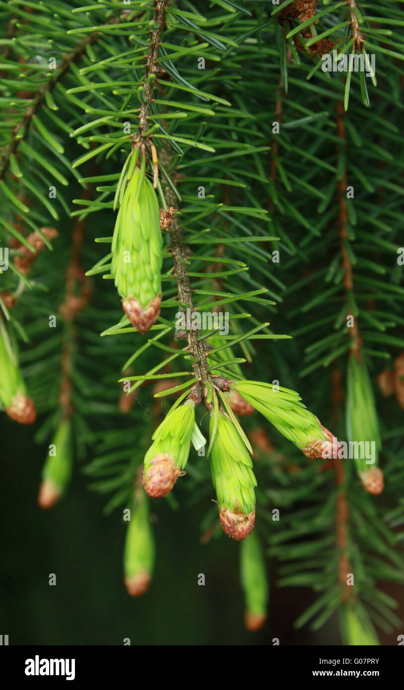 Spruce branches with new growth Stock Photo - Alamy