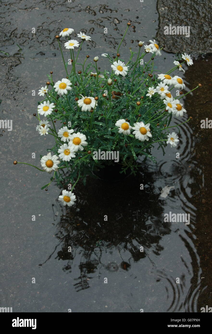 Mai flower rain hi-res stock photography and images - Alamy