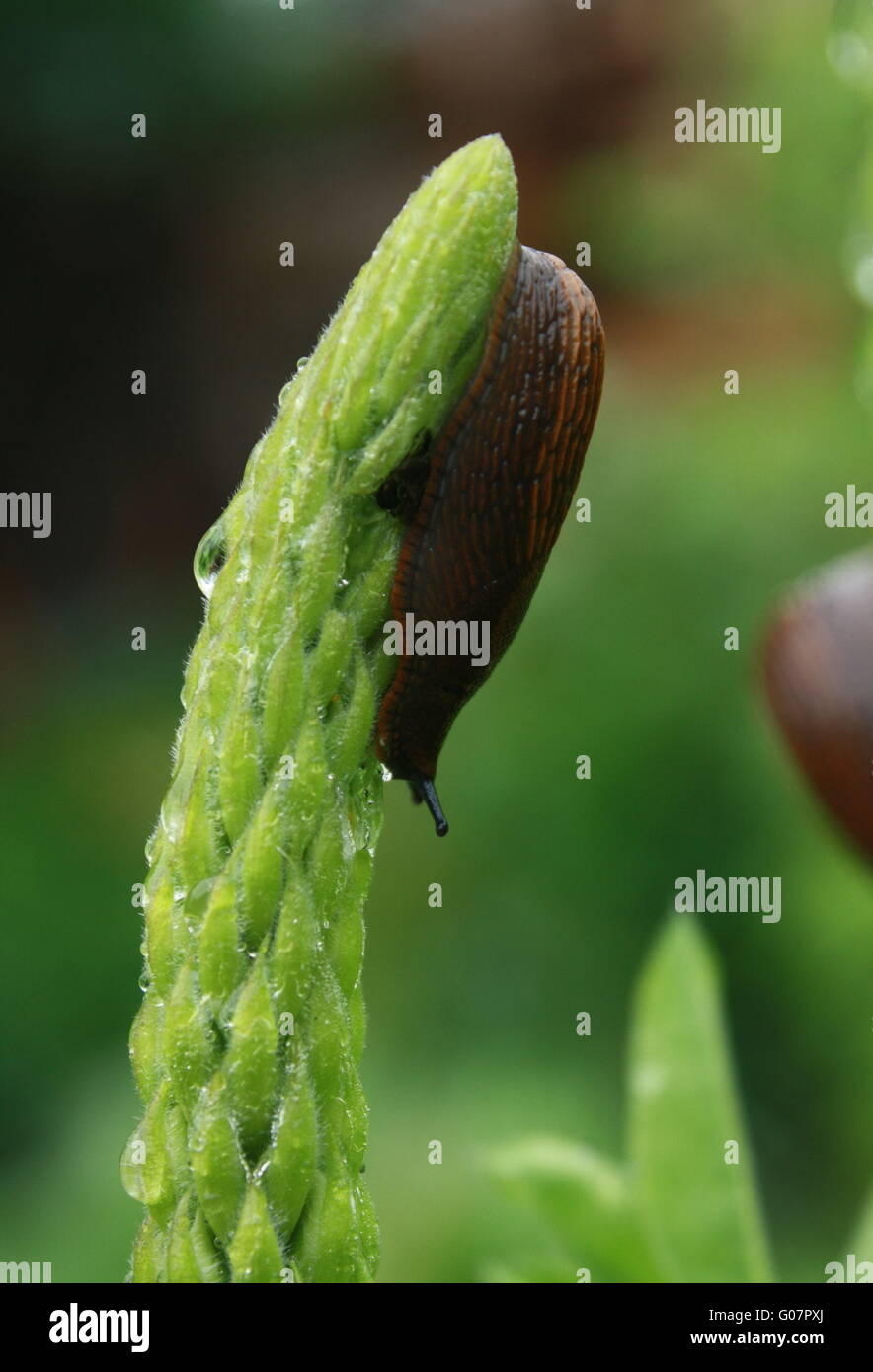 Slug, upside down on flower spike, lupine Stock Photo - Alamy