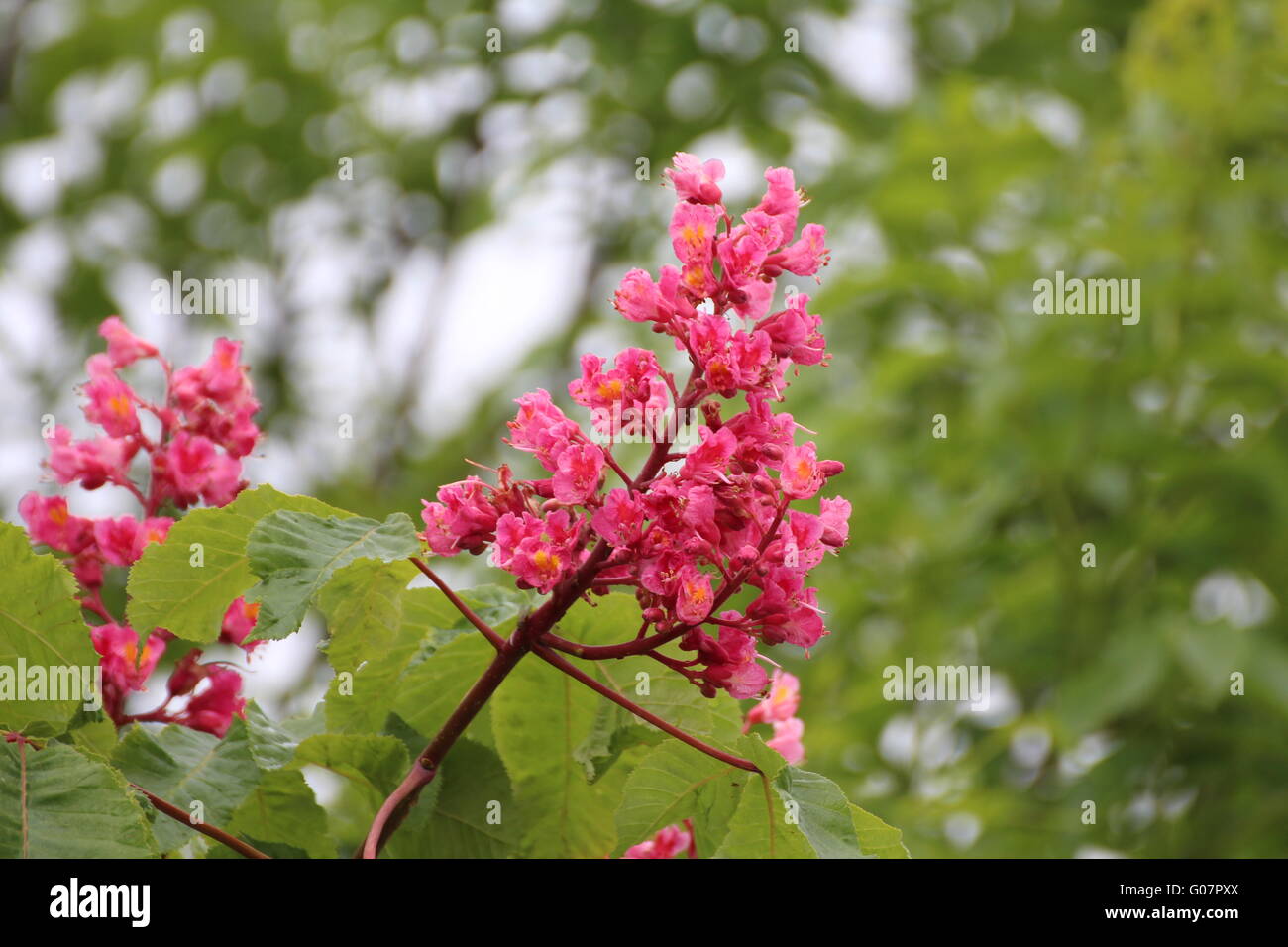 Red chestnut tree hi-res stock photography and images - Alamy